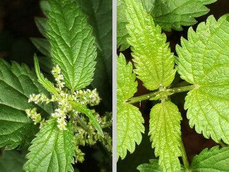 Biológia érettségire felkészítő - Fotoszintetizáló szervezetek II ...